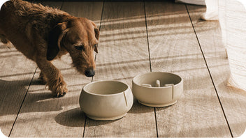 PINO | Pet Bowls Tailored To Their Comfort | For Dogs & Cats