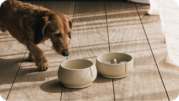 PINO | Pet Bowls Tailored To Their Comfort | For Dogs & Cats